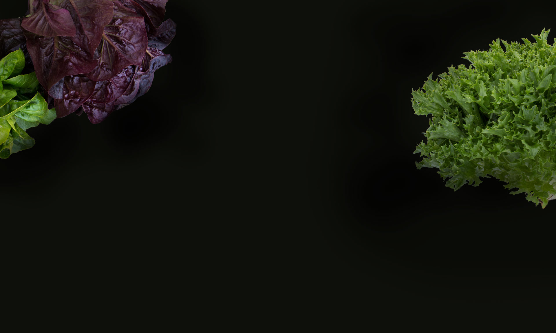 bg-lettuce - Actagro