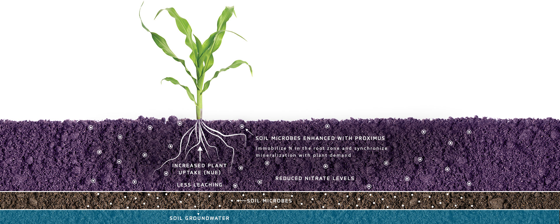 img-proximus-leaching - Actagro