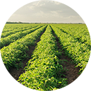 tomato circle - Actagro